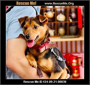 - California Schipperke Rescue - ADOPTIONS - Rescue Me!