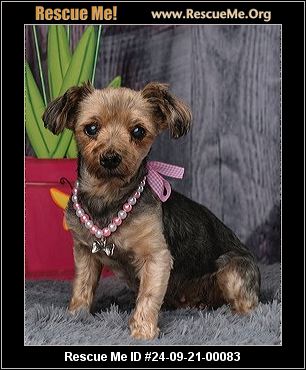 - South Carolina Yorkie Rescue - ADOPTIONS - Rescue Me!