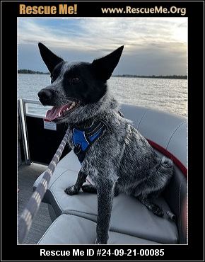 - Minnesota Dog Rescue - ADOPTIONS - Rescue Me!