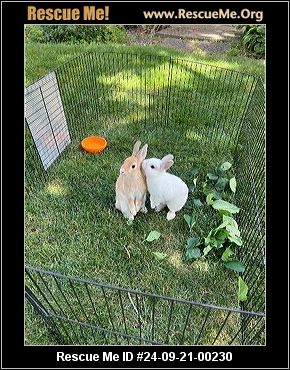 - Illinois Rabbit Rescue - ADOPTIONS - Rescue Me!