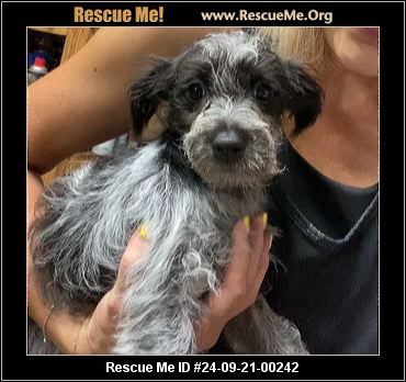 - Illinois Dog Rescue - ADOPTIONS - Rescue Me!