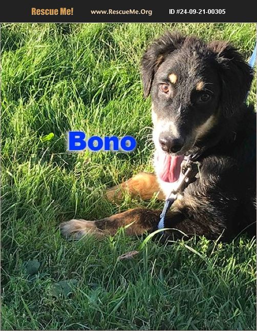 ADOPT 24092100305 ~ Australian Shepherd Rescue ~ Atkinson, ME