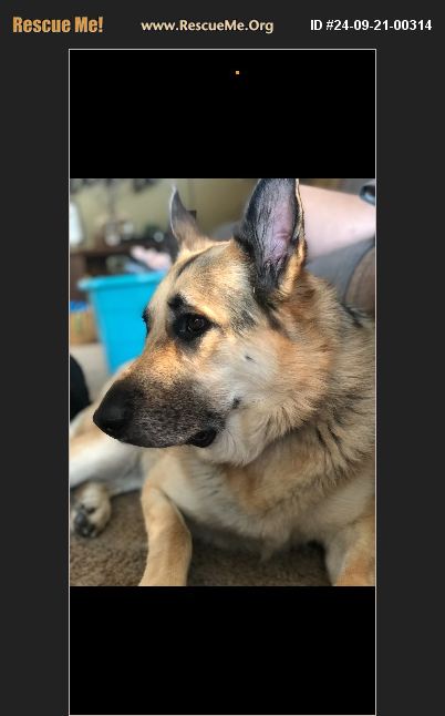 ADOPT 24092100314 ~ German Shepherd Rescue ~ Sioux Falls, SD