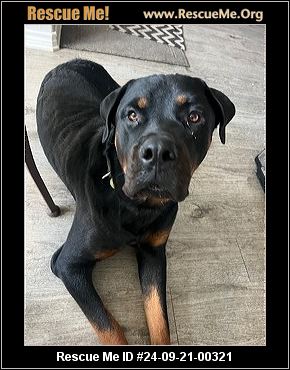 - Texas Rottweiler Rescue - ADOPTIONS - Rescue Me!