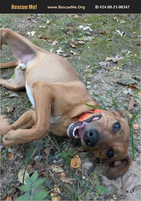 ADOPT 24092100347 ~ Rhodesian Ridgeback Rescue ~ Lapeer, MI