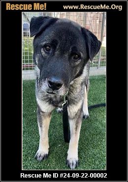 - Colorado Dog Rescue - ADOPTIONS - Rescue Me!