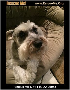 - California Schnauzer Rescue - ADOPTIONS - Rescue Me!