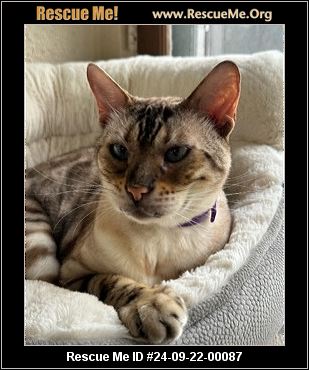 - Wisconsin Cat Rescue - ADOPTIONS - Rescue Me!