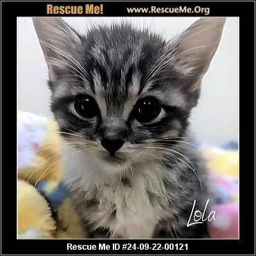 - Wisconsin Cat Rescue - ADOPTIONS - Rescue Me!