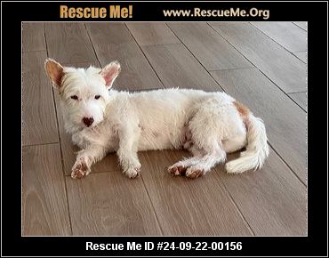 - California Corgi Rescue - ADOPTIONS - Rescue Me!