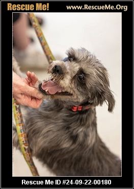 - Illinois Schnauzer Rescue - ADOPTIONS - Rescue Me!