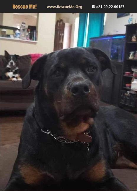 ADOPT 24092200187 ~ Rottweiler Rescue ~ Voluntown, CT