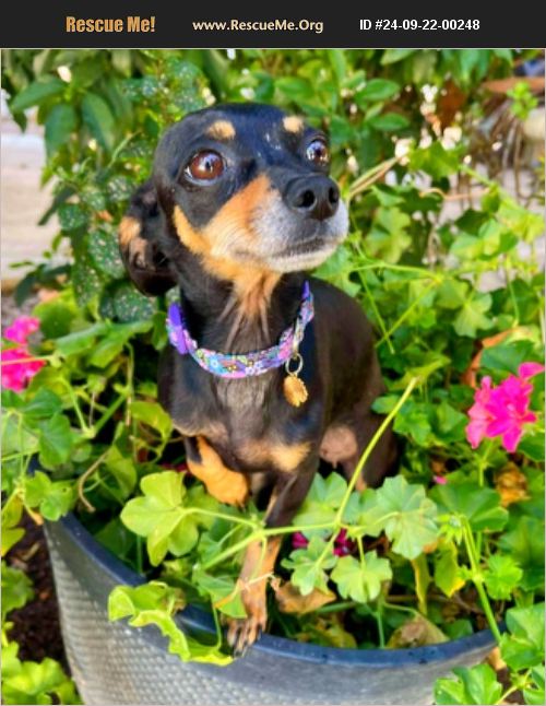 ADOPT 24092200248 ~ Miniature Pinscher Rescue ~ Tarzana, CA