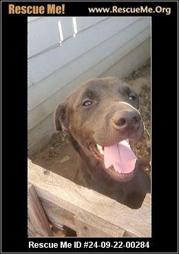 - Mississippi Dog Rescue - ADOPTIONS - Rescue Me!