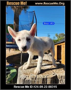 - Arizona Pomeranian Rescue - ADOPTIONS - Rescue Me!
