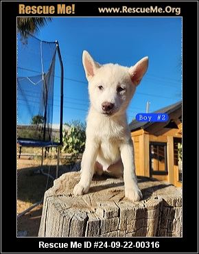 - Arizona Pomeranian Rescue - ADOPTIONS - Rescue Me!