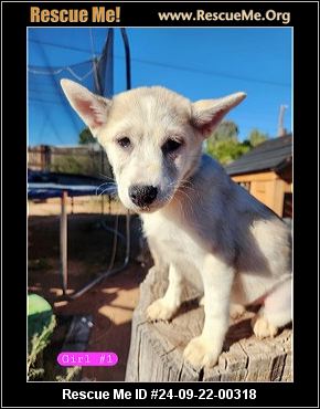 - Arizona Pomeranian Rescue - ADOPTIONS - Rescue Me!