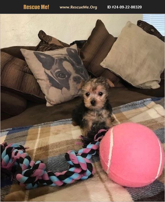 ADOPT 24092200320 ~ Yorkie Rescue ~ Dallas, TX
