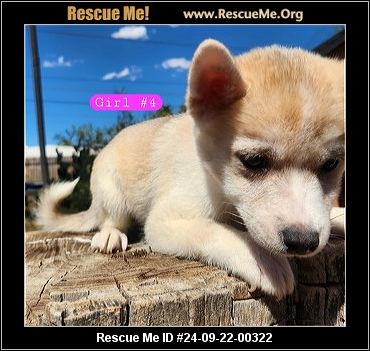 - Arizona Pomeranian Rescue - ADOPTIONS - Rescue Me!