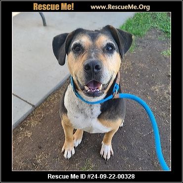 - California Rottweiler Rescue - ADOPTIONS - Rescue Me!