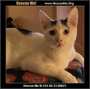 - Michigan Cat Rescue - ADOPTIONS - Rescue Me!