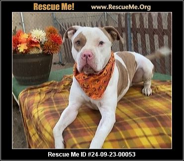 - California American Bulldog Rescue - ADOPTIONS - Rescue Me!