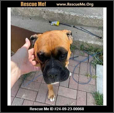 - Missouri Boxer Rescue - ADOPTIONS - Rescue Me!