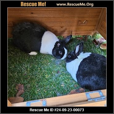 - California Rabbit Rescue - ADOPTIONS - Rescue Me!
