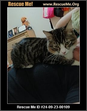 - New York Cat Rescue - ADOPTIONS - Rescue Me!