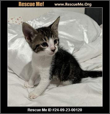 - Florida Cat Rescue - ADOPTIONS - Rescue Me!