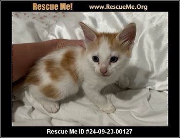 - Florida Cat Rescue - ADOPTIONS - Rescue Me!