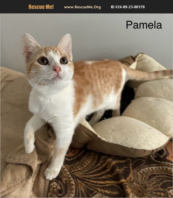 ADOPT 24092300178 ~ Domestic Cat Rescue ~ Boston, MA