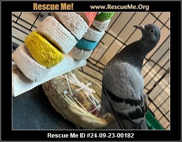 - North Carolina Pet Bird Rescue - ADOPTIONS - Rescue Me!