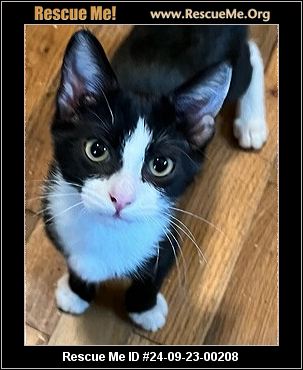 - Rhode Island Cat Rescue - ADOPTIONS - Rescue Me!