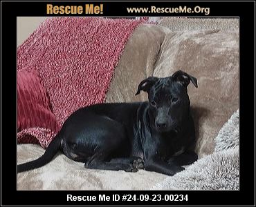 - Mississippi Dog Rescue - ADOPTIONS - Rescue Me!