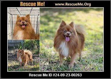 - Texas Pomeranian Rescue - ADOPTIONS - Rescue Me!