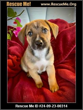 - Colorado Dog Rescue - ADOPTIONS - Rescue Me!