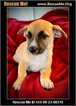 - Colorado Dog Rescue - ADOPTIONS - Rescue Me!