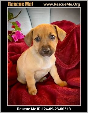 - Colorado Dog Rescue - ADOPTIONS - Rescue Me!