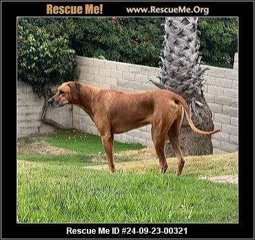 - California Rhodesian Ridgeback Rescue - ADOPTIONS - Rescue Me!