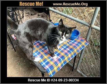 - Washington Cat Rescue - ADOPTIONS - Rescue Me!