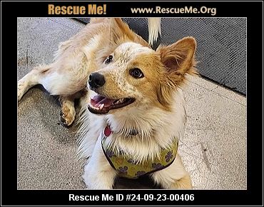 - Nevada Dog Rescue - ADOPTIONS - Rescue Me!