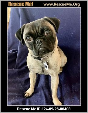 - California Pug Rescue - ADOPTIONS - Rescue Me!
