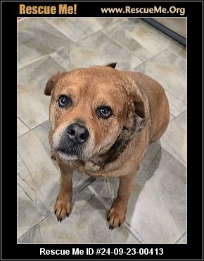 - Minnesota Dog Rescue - ADOPTIONS - Rescue Me!