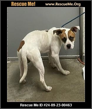 - Texas Boxer Rescue - ADOPTIONS - Rescue Me!