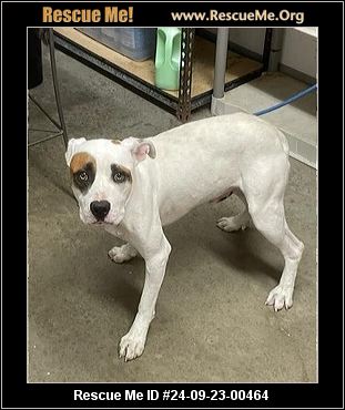 - Texas Boxer Rescue - ADOPTIONS - Rescue Me!