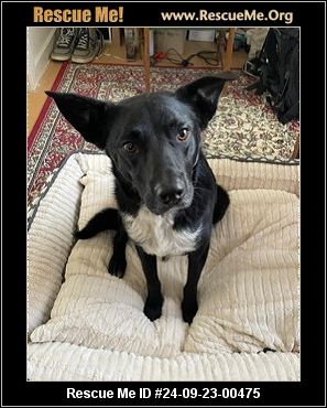 - Australia Border Collie Rescue - ADOPTIONS - Rescue Me!