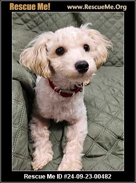 - Illinois Dog Rescue - ADOPTIONS - Rescue Me!