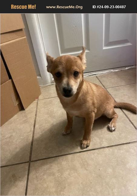 ADOPT 24092300487 ~ Corgi Rescue ~ Globe, AZ