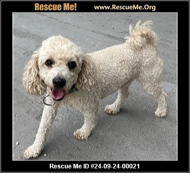 - Florida Poodle Rescue - ADOPTIONS - Rescue Me!